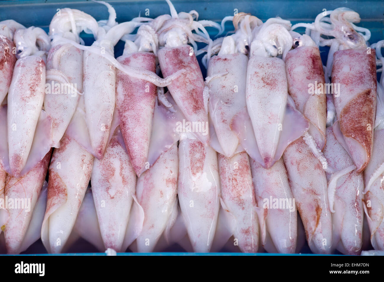 Color changing octopus hi-res stock photography and images - Alamy