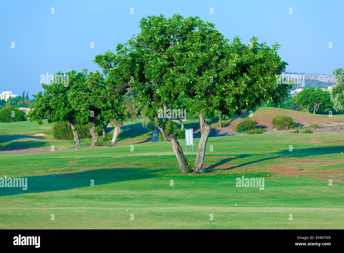 Carob tree ceratonia siliqua hi-res stock photography and images - Alamy