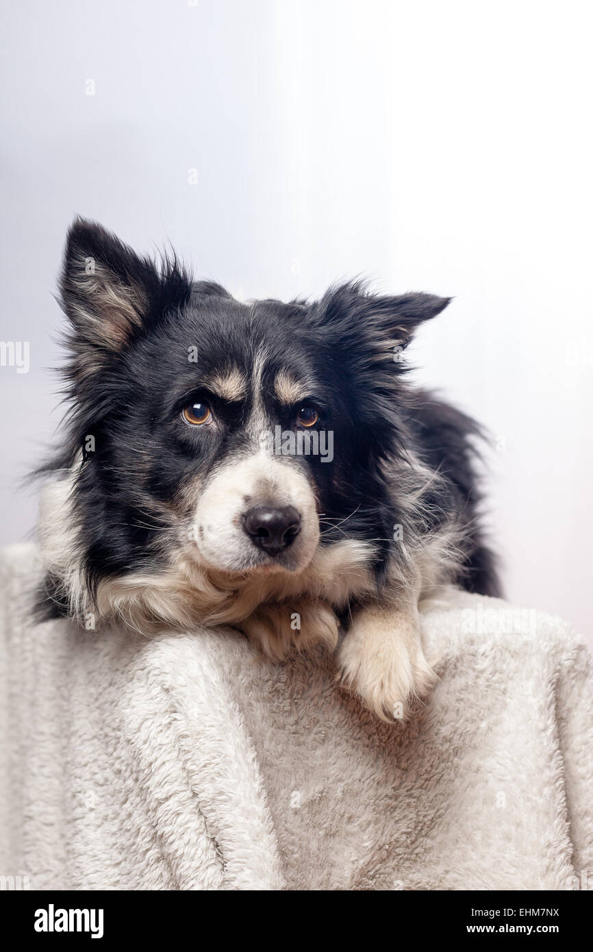 cute border-collie in studio Stock Photo - Alamy