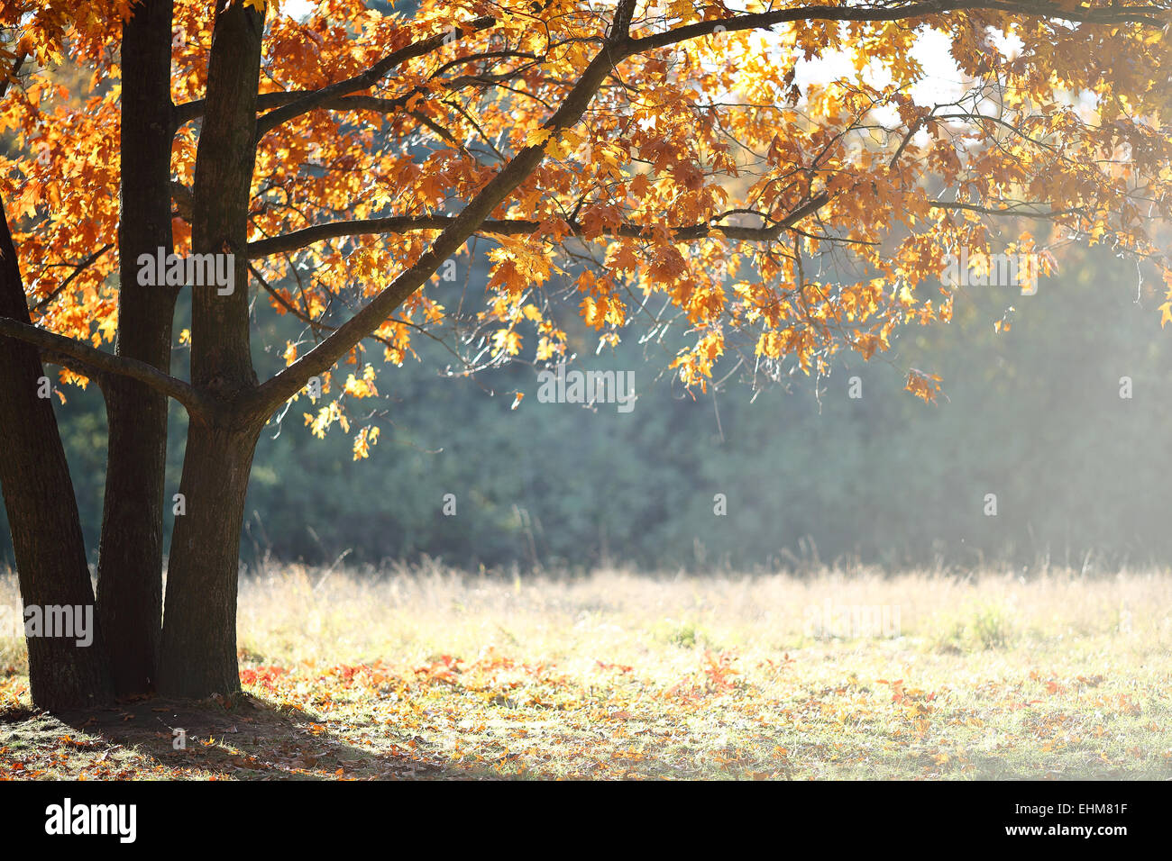 Oak glade hi-res stock photography and images - Alamy