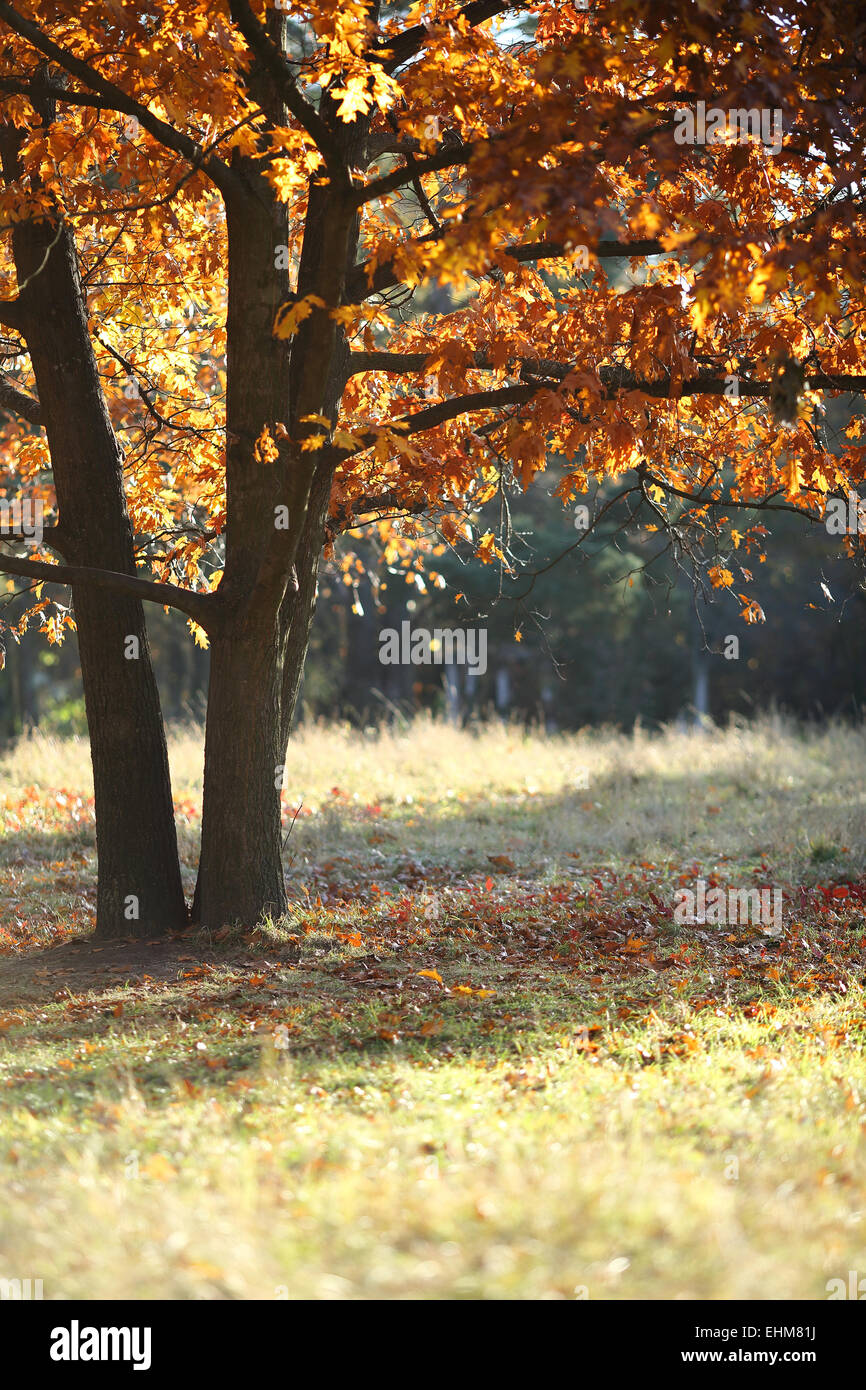 Oak tree with golden leaves, nature Stock Photo - Alamy