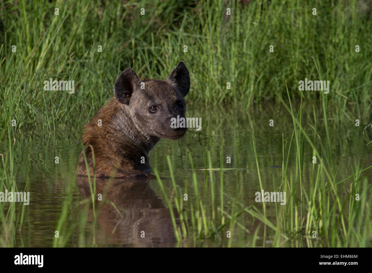 Hyena africa water hi-res stock photography and images - Alamy
