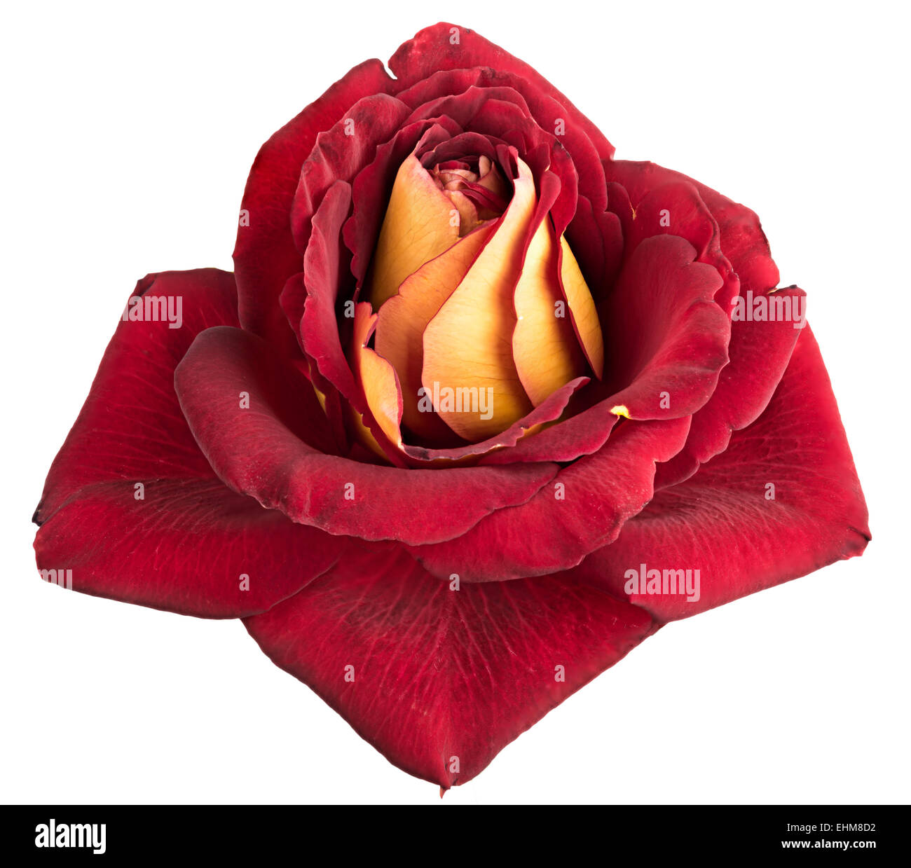 Fading flower rose in dewdrops . Image collected from 11 shots Stock ...