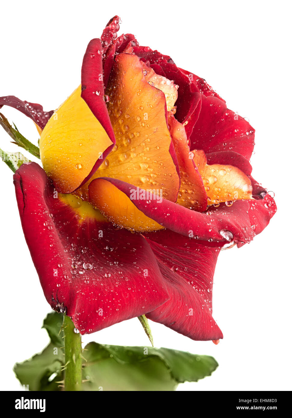 Fading flower hi-res stock photography and images - Alamy
