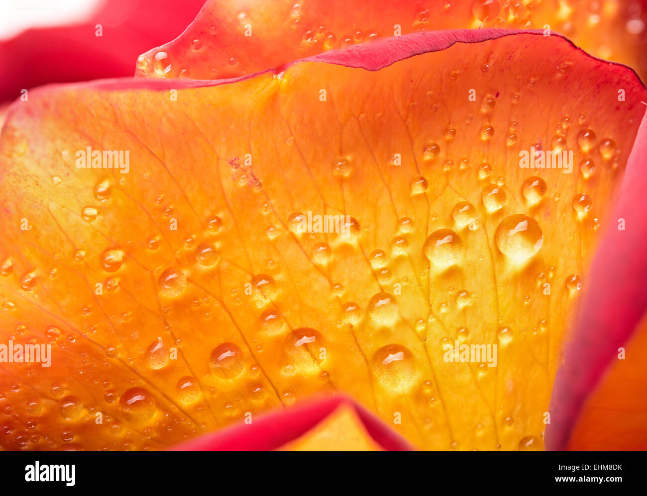 drops of dew on a flower roses Stock Photo - Alamy