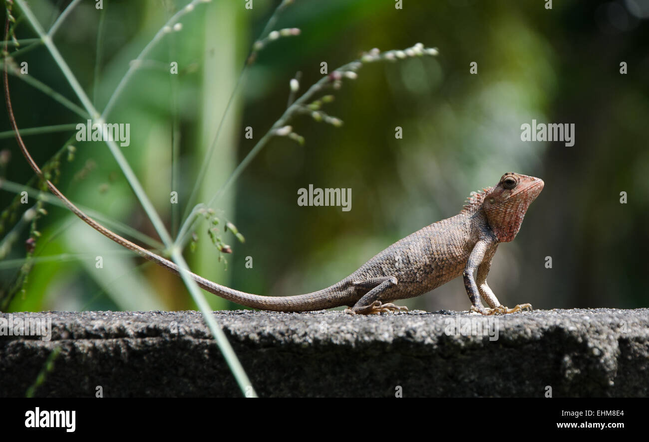 Dragon lizard hi-res stock photography and images - Alamy