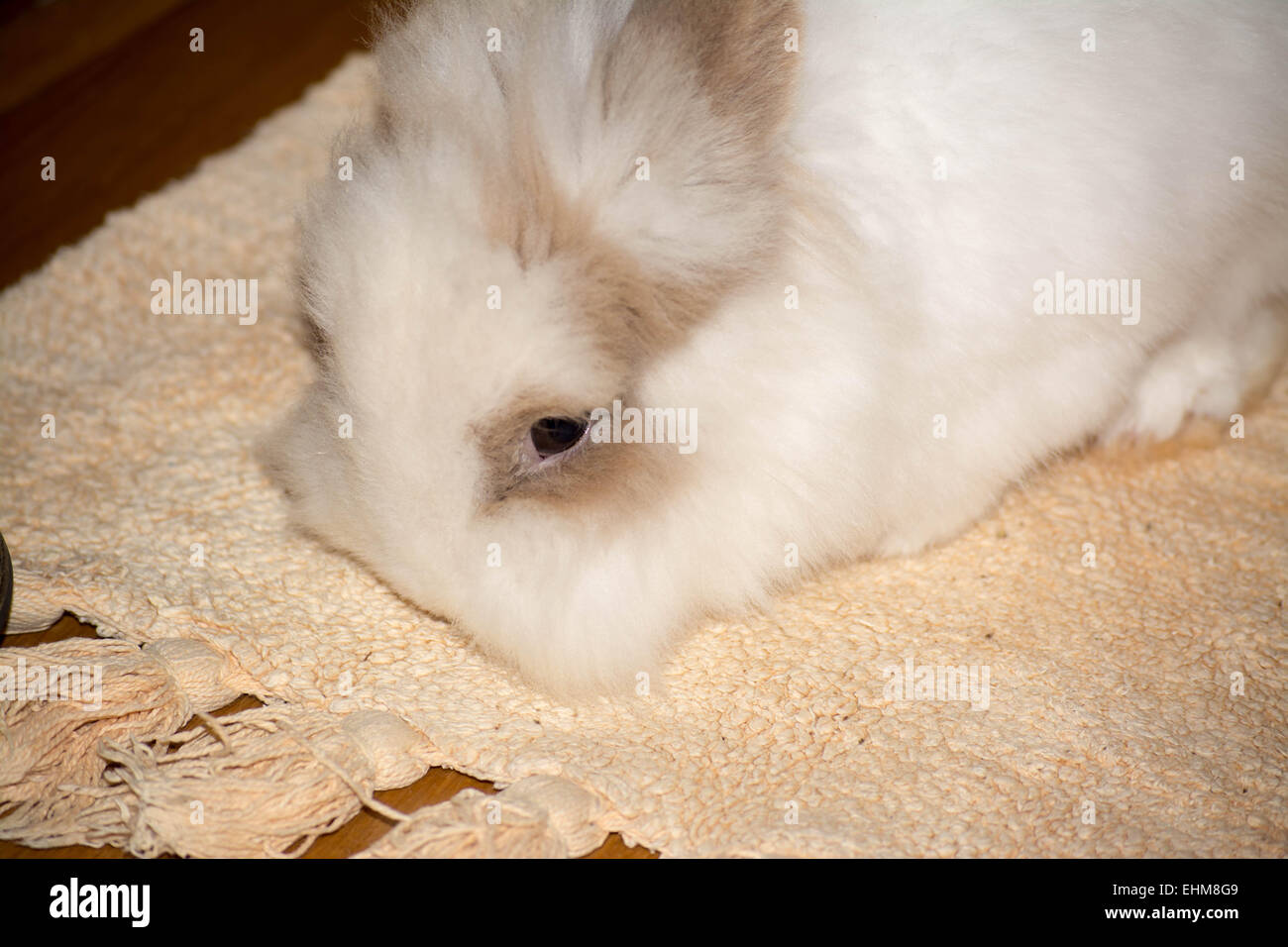 Rabbit eyes hi-res stock photography and images - Alamy