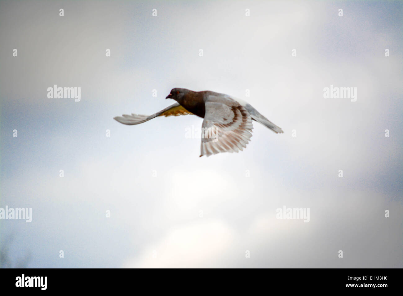 A beautiful bird flying Stock Photo - Alamy