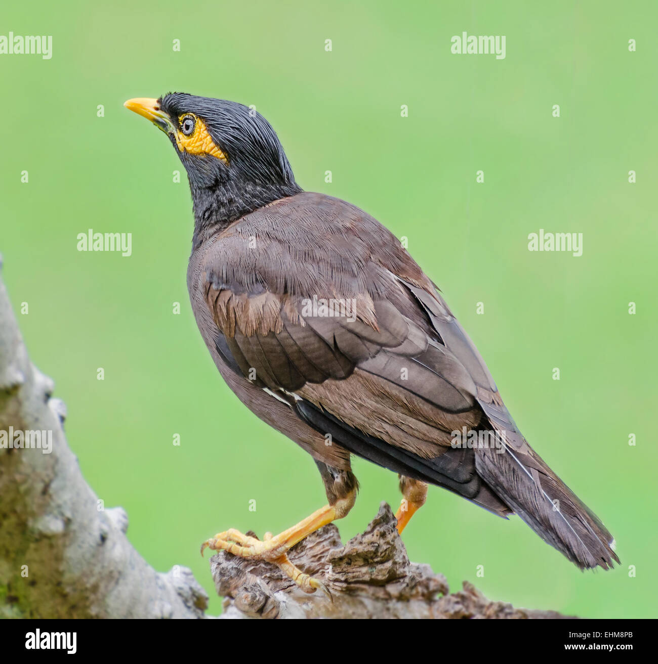 Common Myna bird (Acridotheres tristis Stock Photo - Alamy