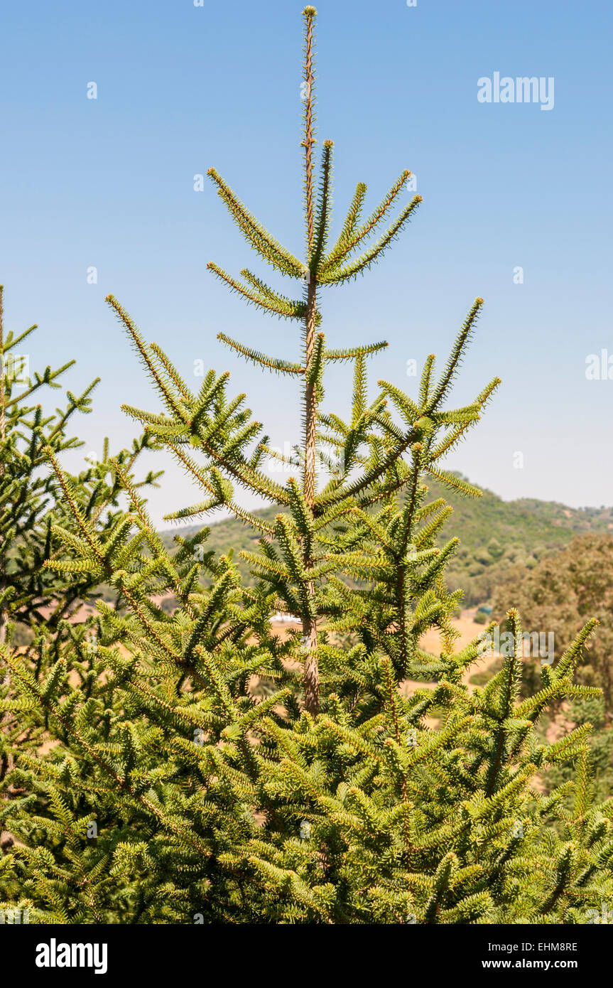 Leaves and branches of Spanish fir, Abies pinsapo. This species is ...