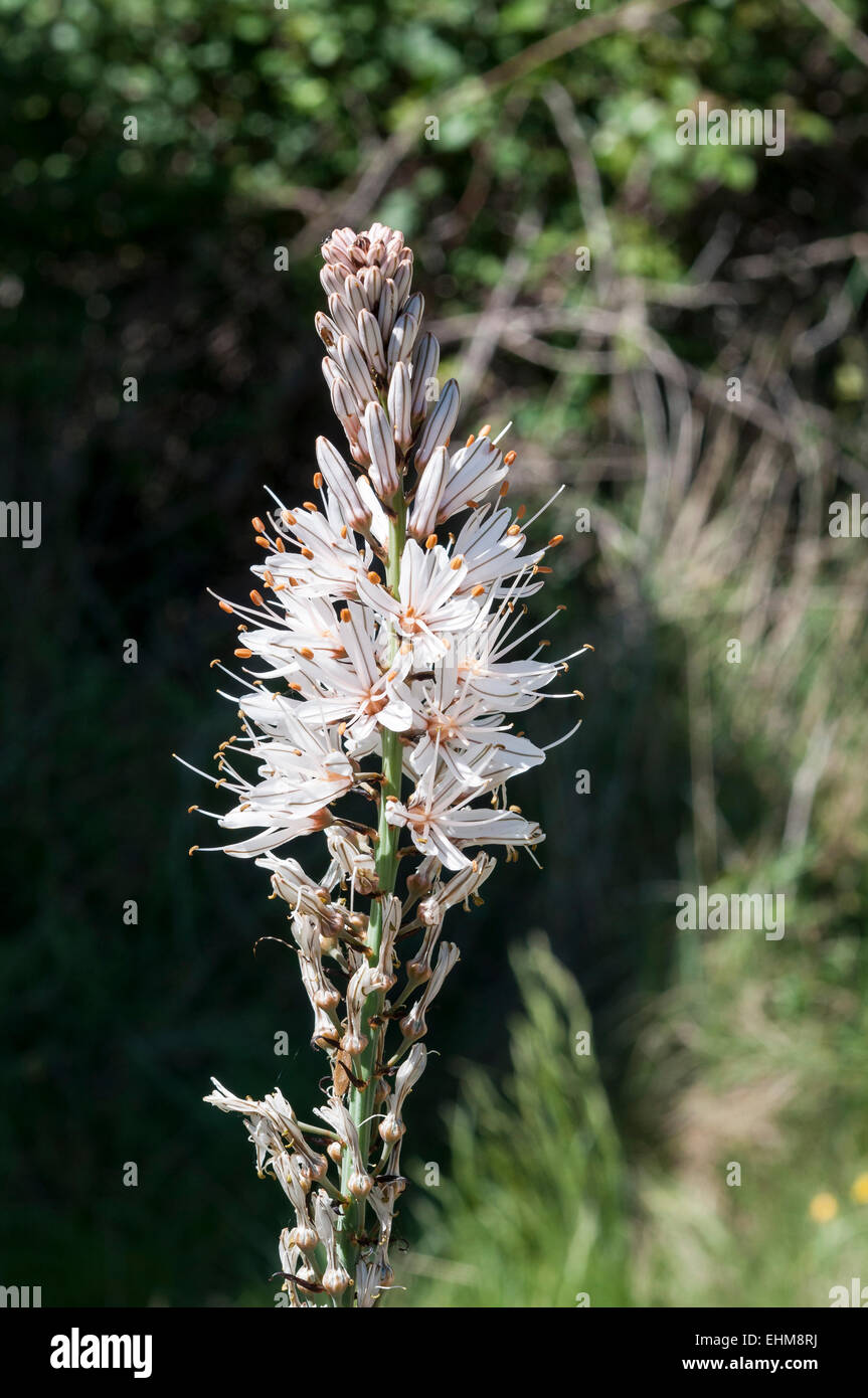 Flowers of White asphodel, Asphodelus albus. Photo taken in Guadarrama ...