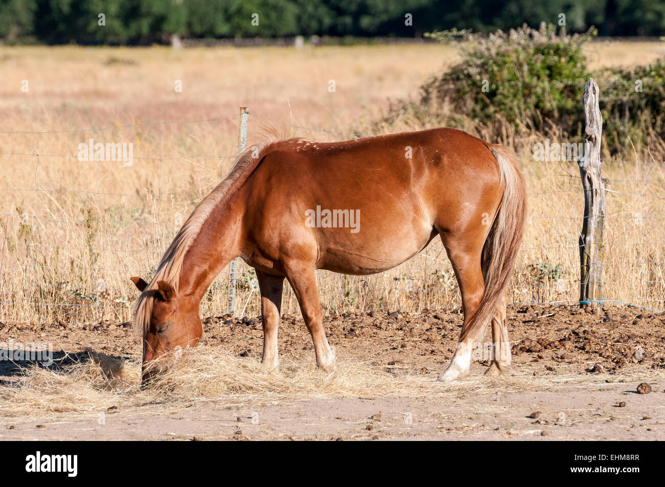 Chestnut horse feeding in the riding horse Stock Photo - Alamy