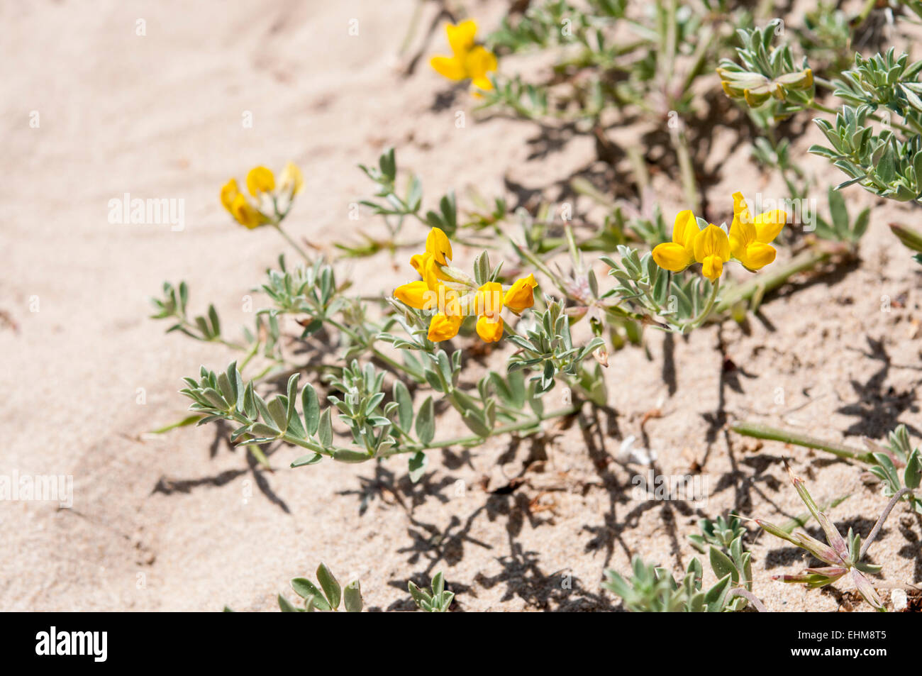 Flowers and leaves of Cretan trefoil, Lotus creticus Stock Photo - Alamy