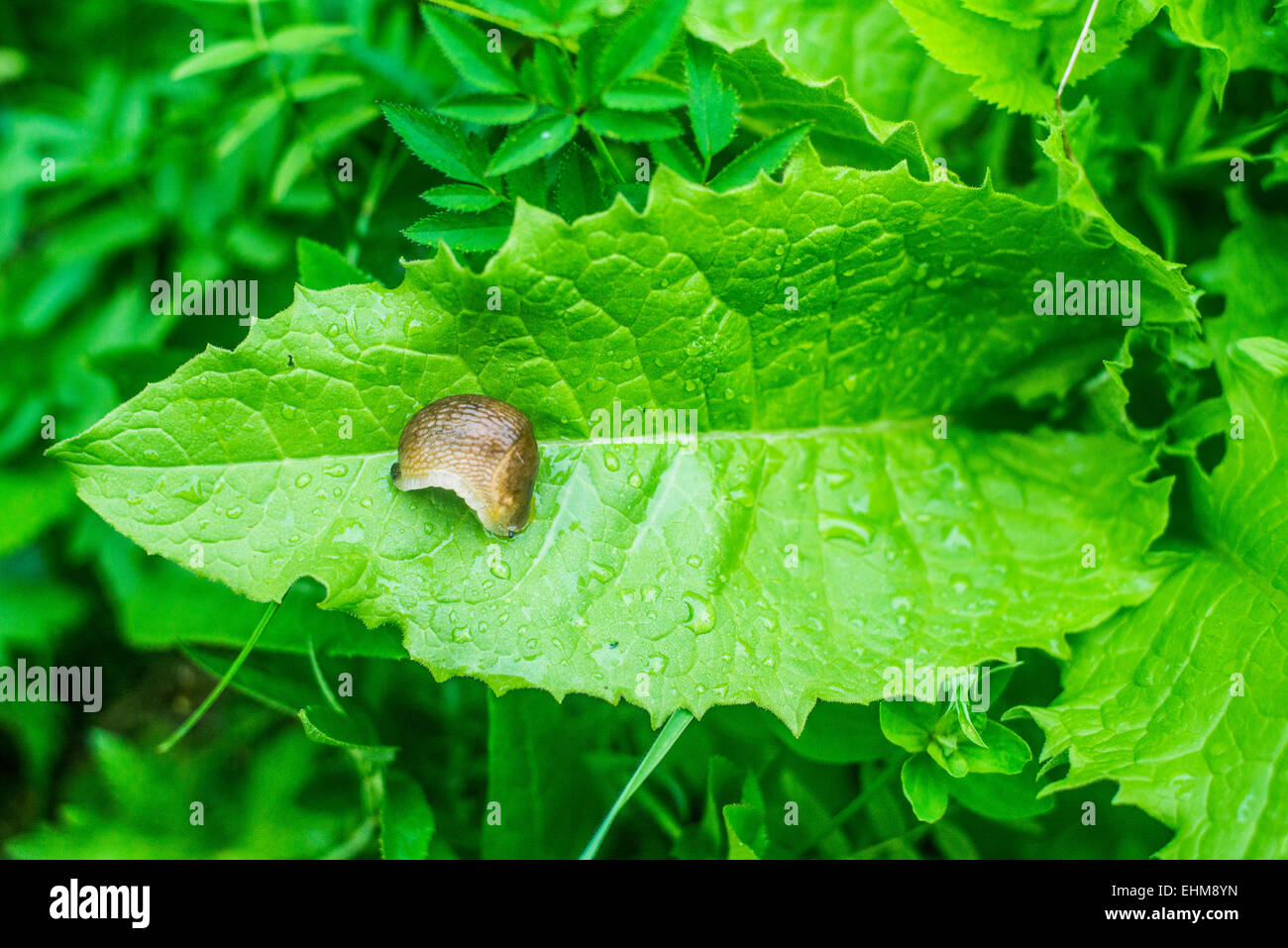 Slug up close hi-res stock photography and images - Alamy