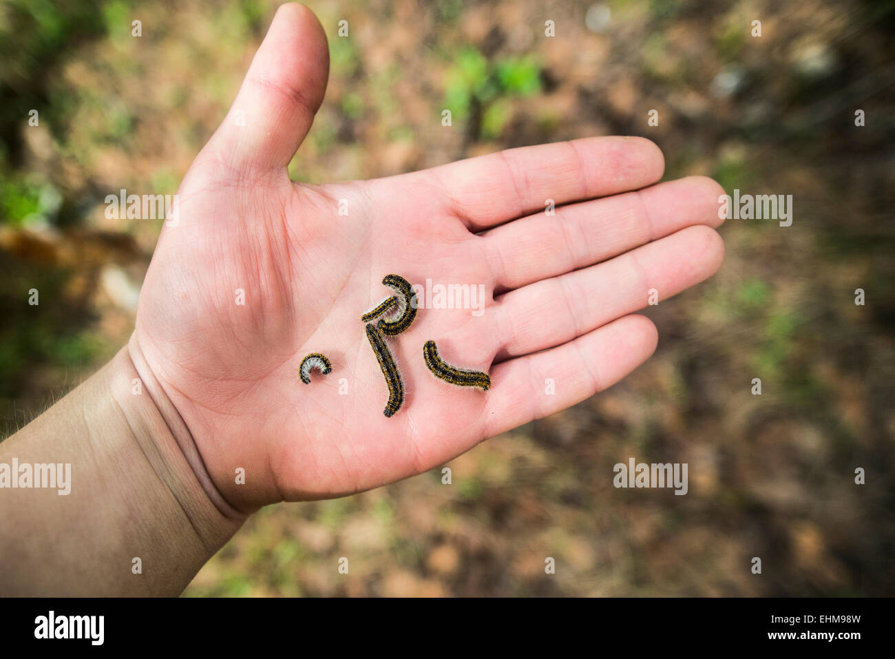 Hand holding insect hi-res stock photography and images - Alamy