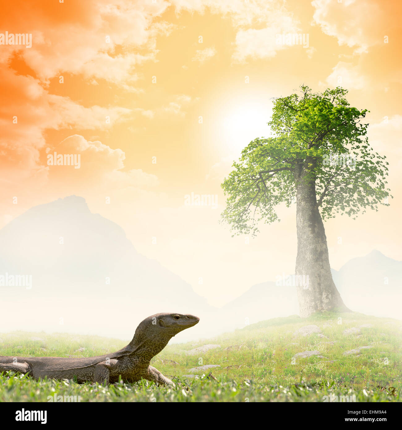 The Bengal monitor (Varanus bengalensis) or common Indian monitor, is a ...