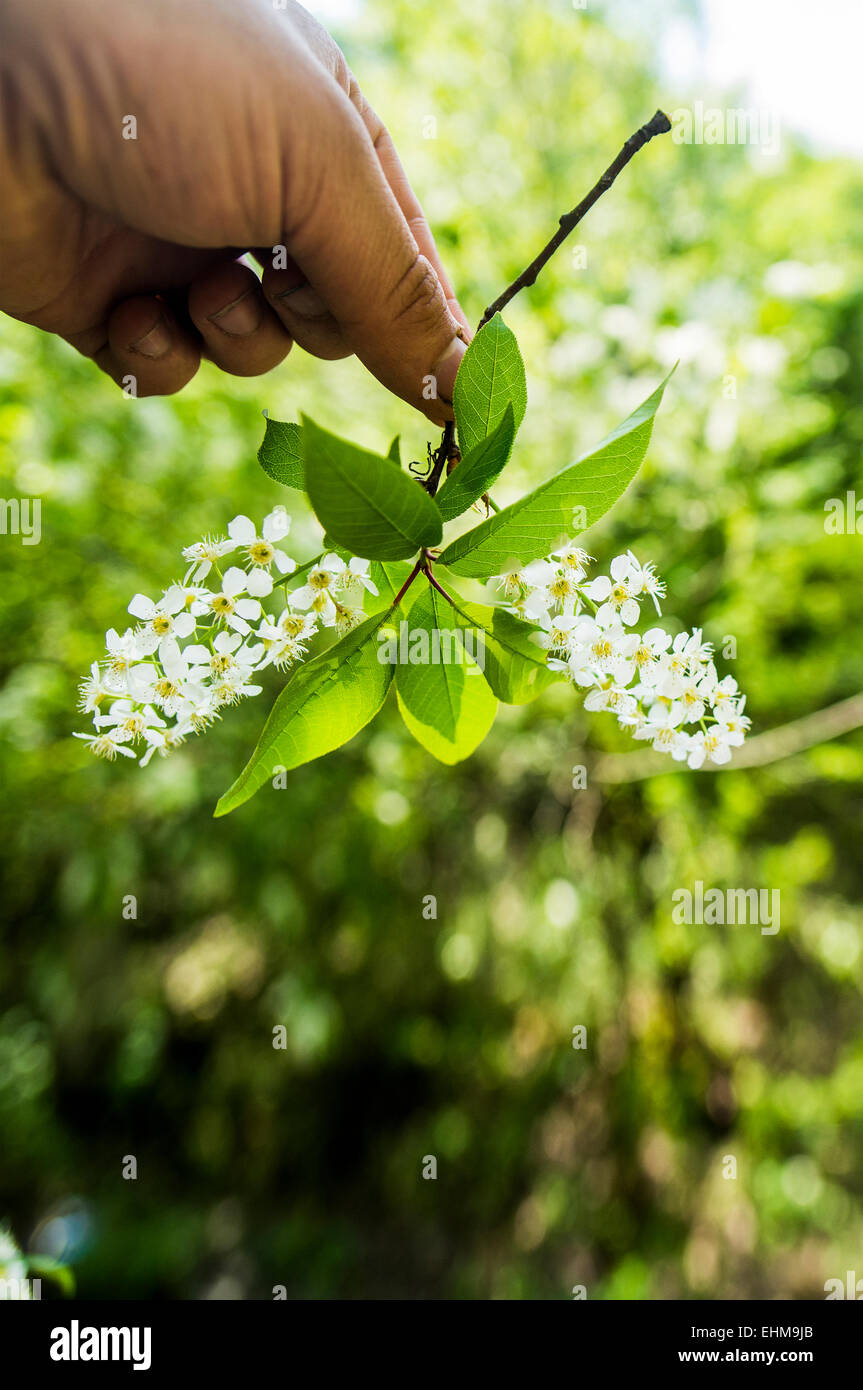 Close up of hand holding flowers Stock Photo - Alamy