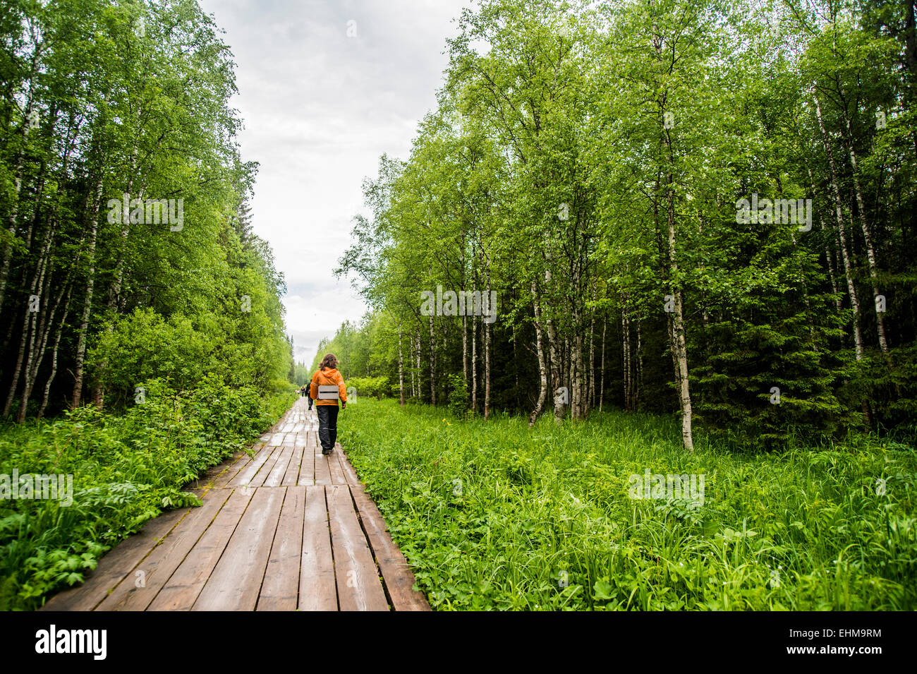 Wooden walkway in forest hi-res stock photography and images - Alamy