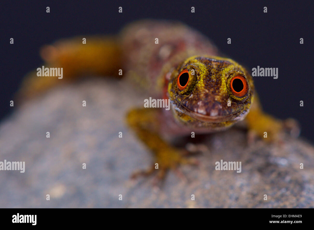 Grenadines clawed gecko hi-res stock photography and images - Alamy