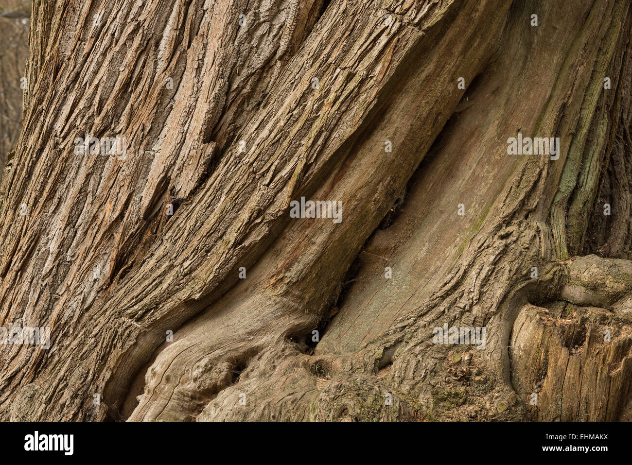 massive ancient twisted bark of mature old sweet chestnut tree starting ...