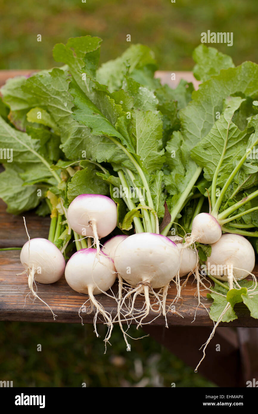 Food image of white turnips hi-res stock photography and images - Alamy