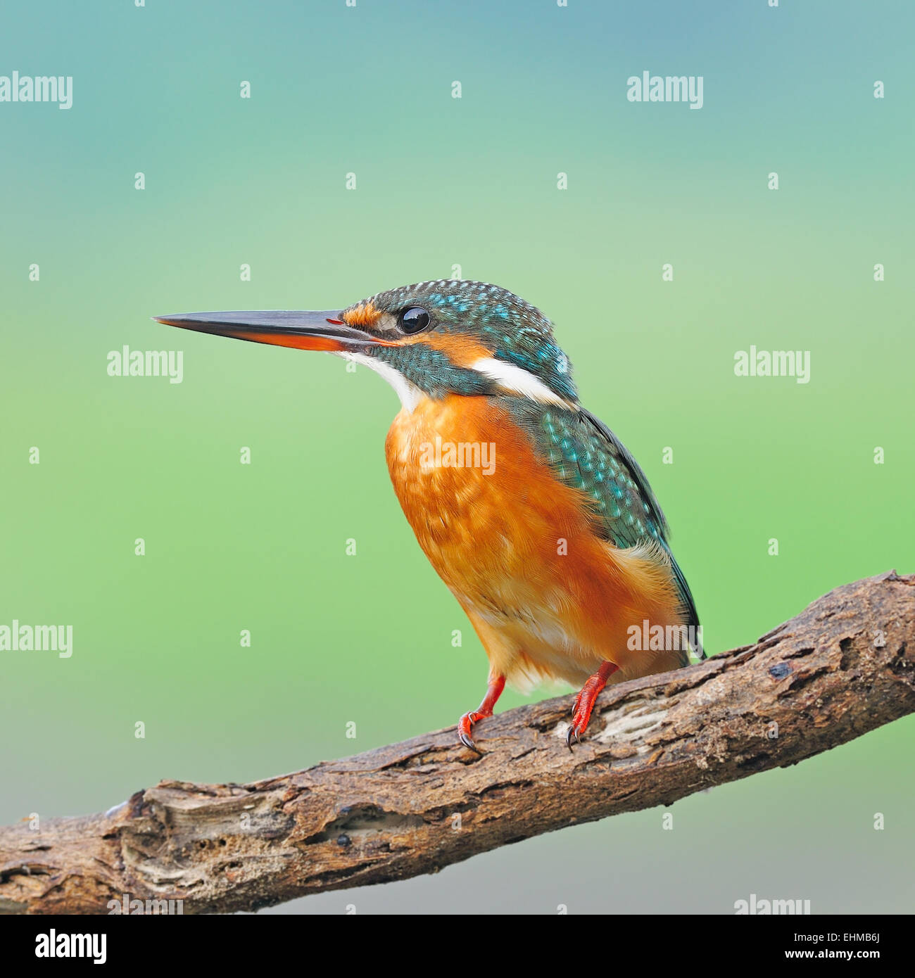 Colorful Kingfisher bird, female Common Kingfisher (Alcedo athis ...