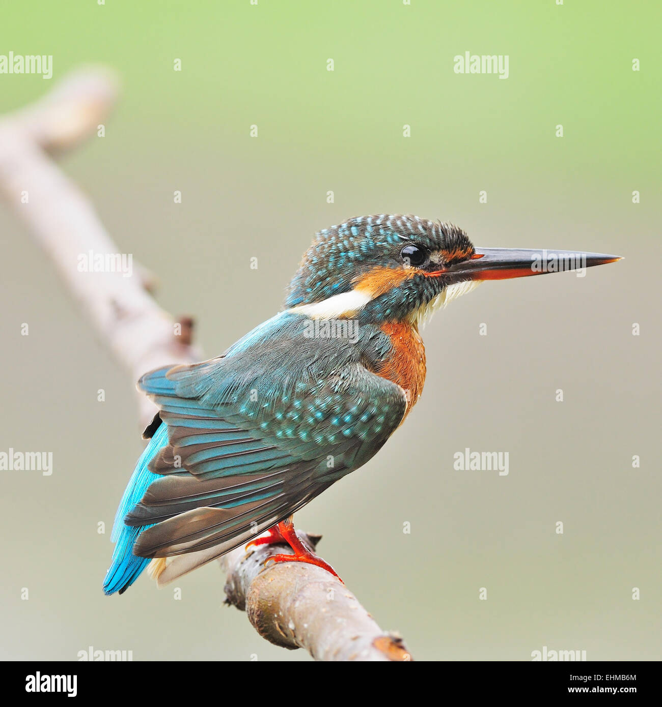 Colorful Kingfisher bird, female Common Kingfisher (Alcedo athis ...