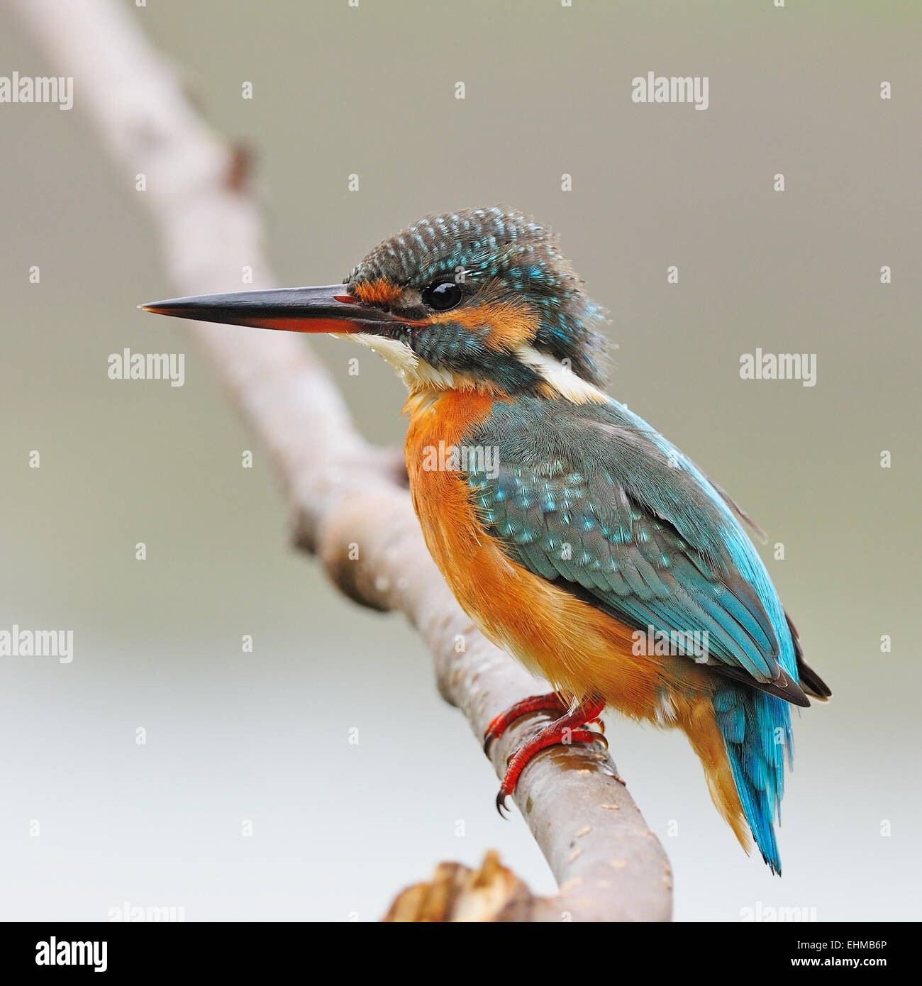 Colorful Kingfisher bird, female Common Kingfisher (Alcedo athis ...