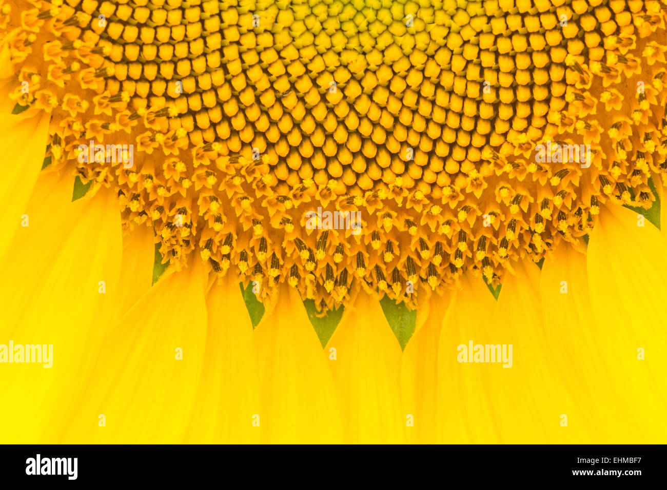 Yellow abstract texture background of sunflower petal closeup Stock ...
