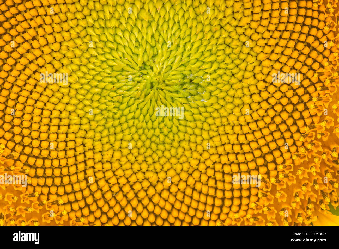 Yellow abstract texture background of sunflower petal closeup Stock ...