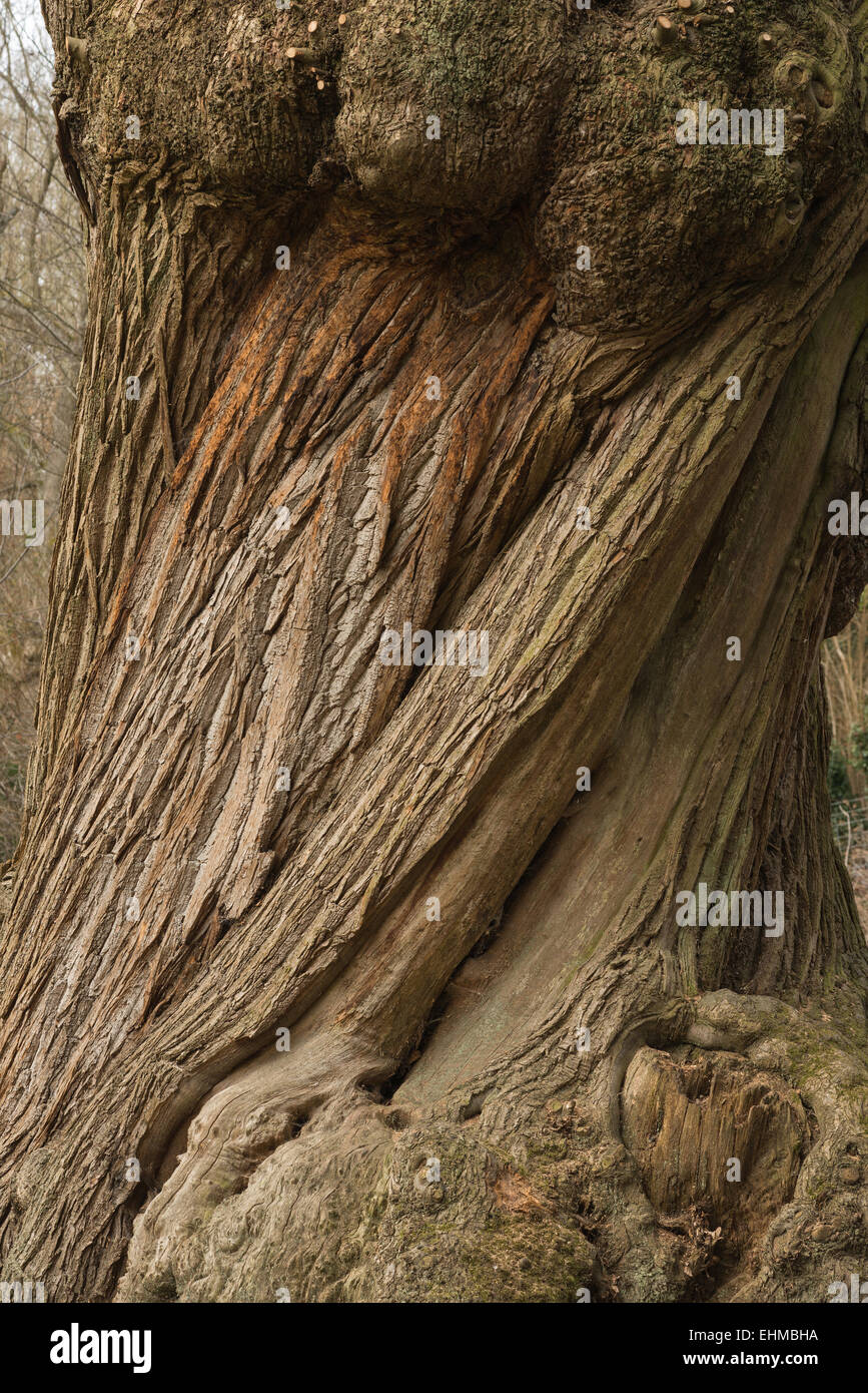 massive ancient twisted bark of mature old sweet chestnut tree starting ...