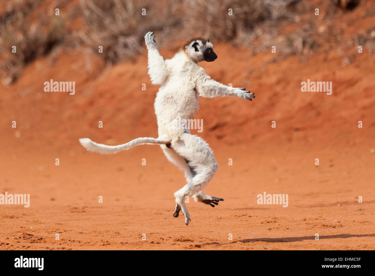 A "dancing" Verreaux's Sifaka or White Sifaka (Propithecus verreauxi ...