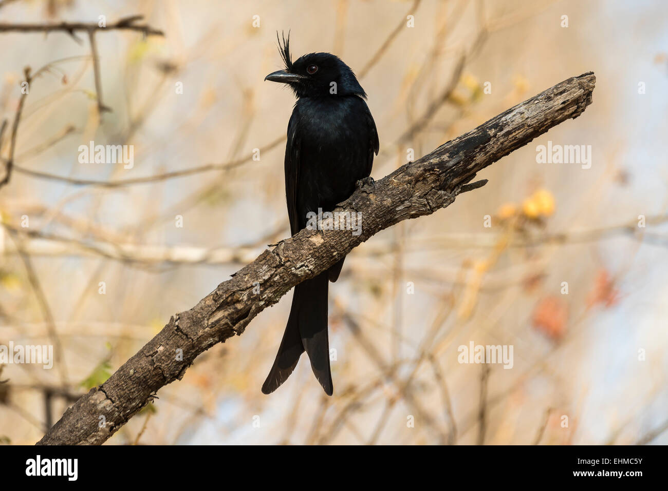 Crested drongo hi-res stock photography and images - Alamy