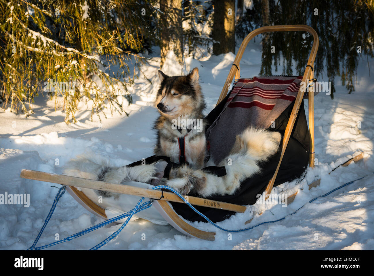 Husky sitting in a dog sledge, Lapland, Finland Stock Photo - Alamy