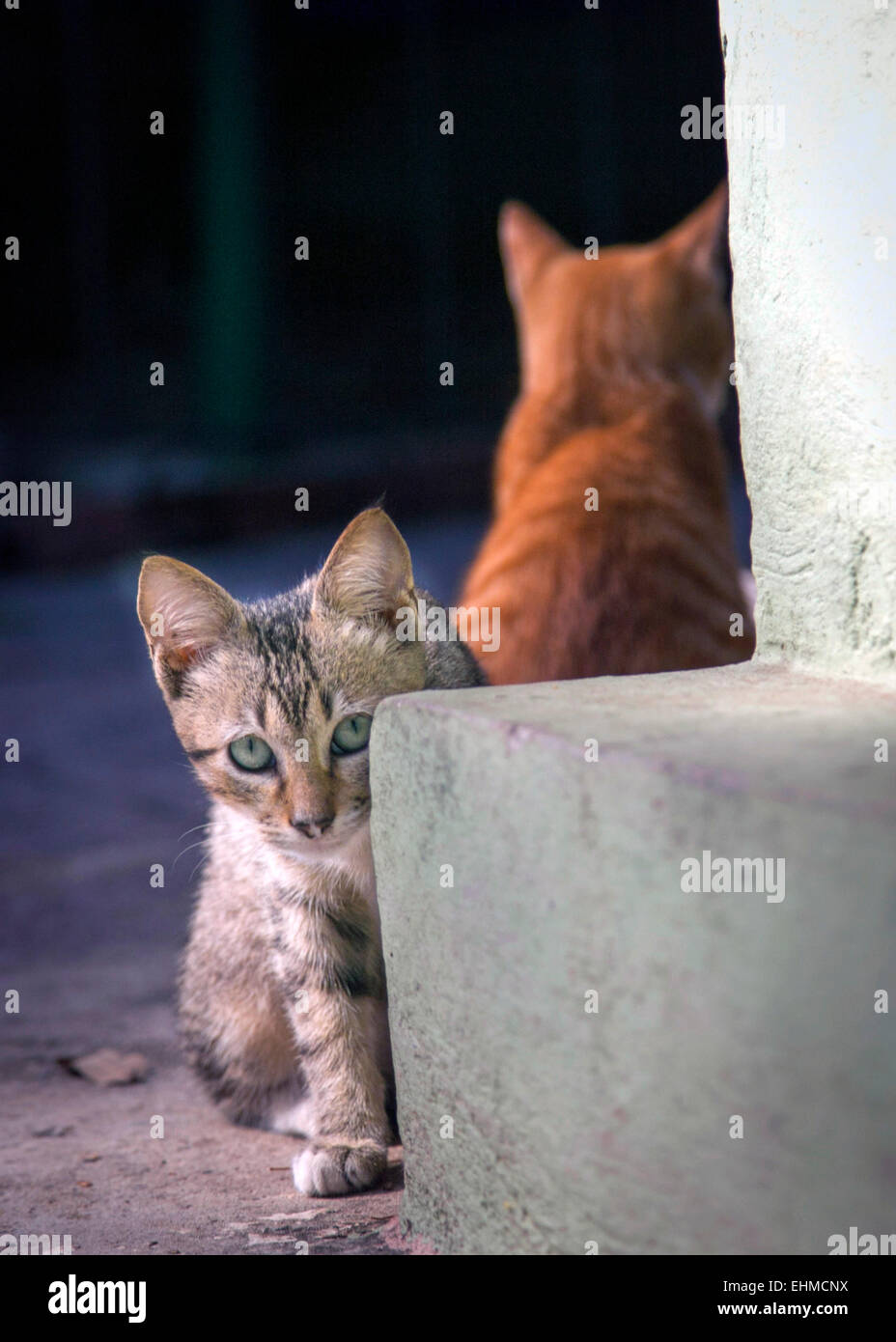 Cat peeking around corner hi-res stock photography and images - Alamy