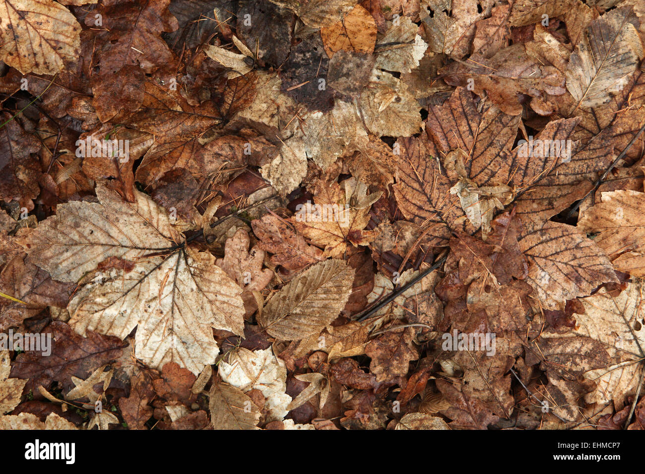 Old autumn leaves. Background texture Stock Photo - Alamy