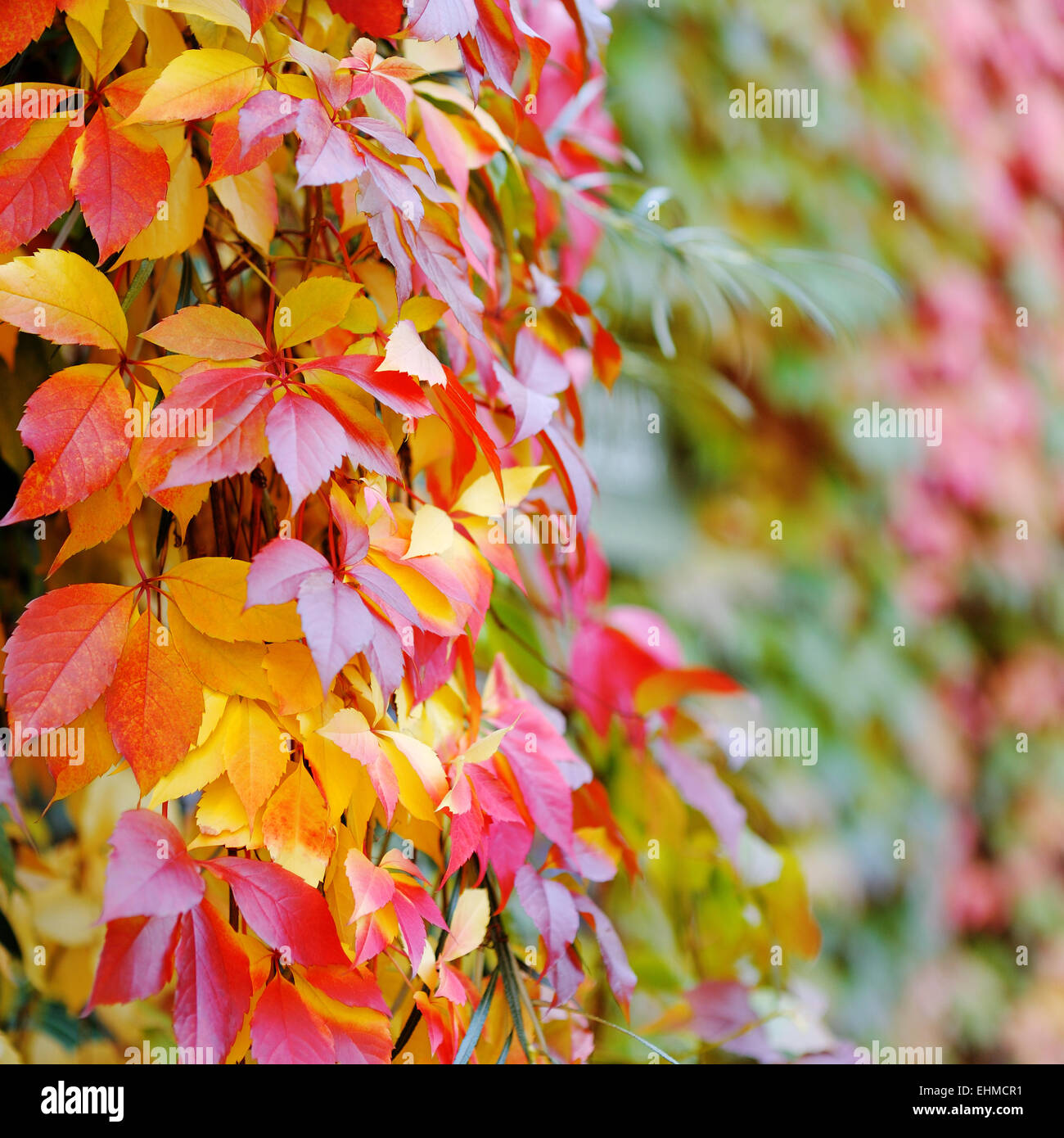 Colorful leaves tree background hi-res stock photography and images - Alamy