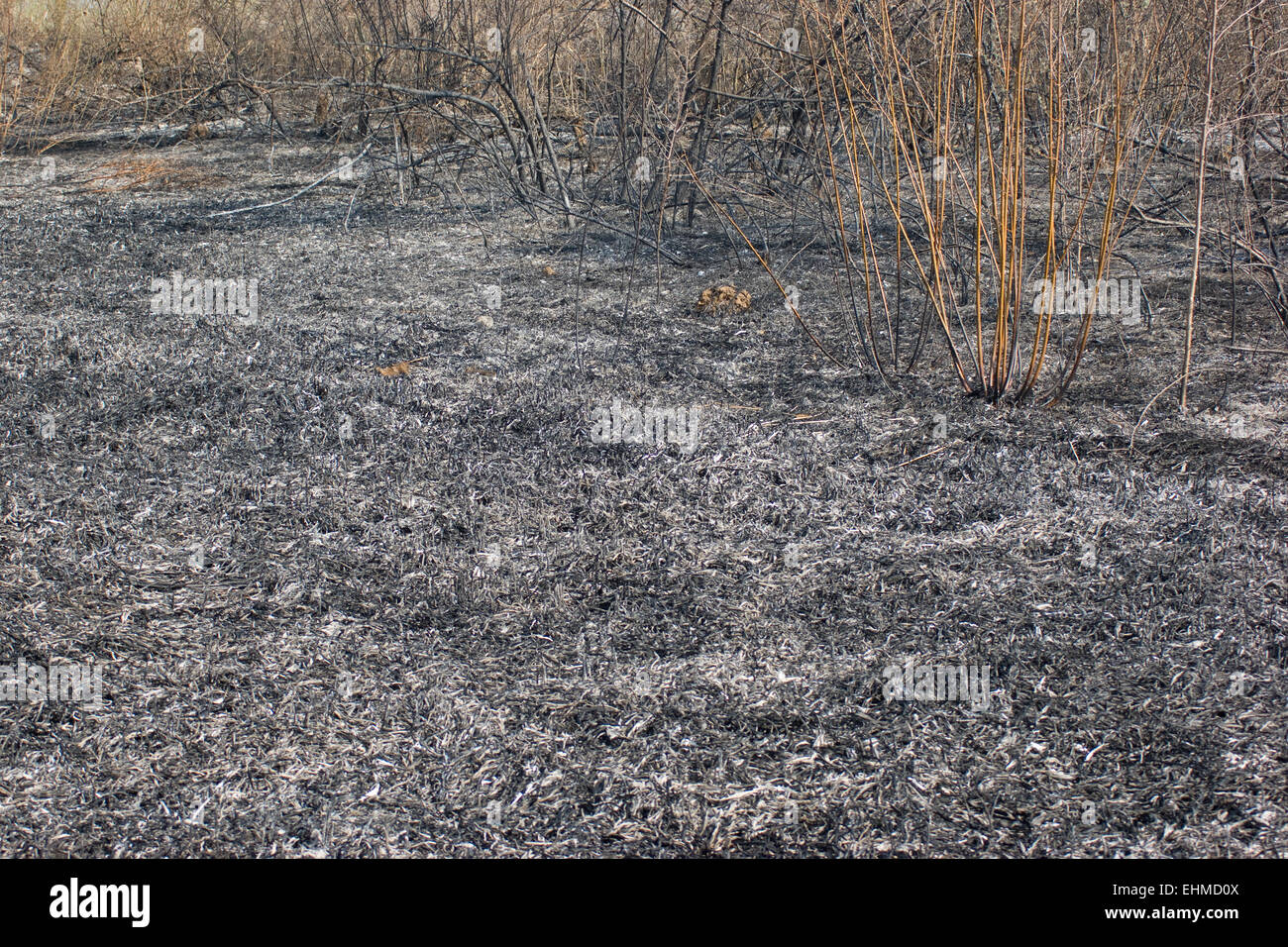 ashes after a forest fire Stock Photo - Alamy