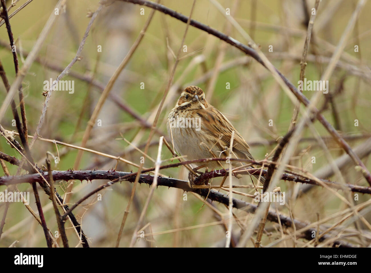Reed Bunting - Emberiza schoeniclus Female in bramble thicket Stock ...