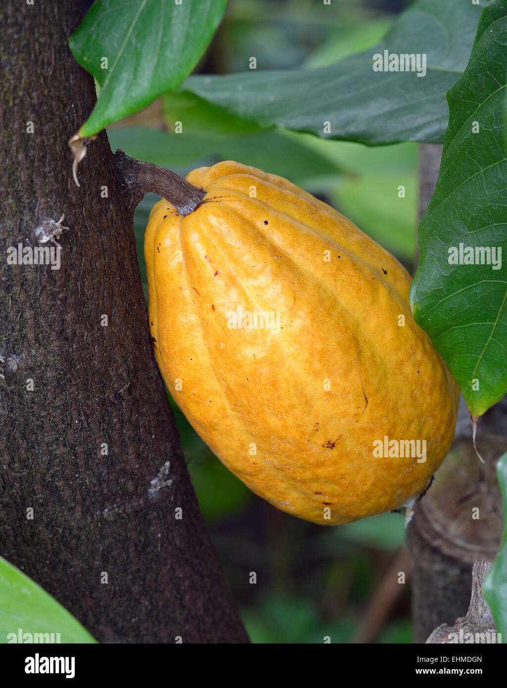 Cocoa tree hi-res stock photography and images - Alamy