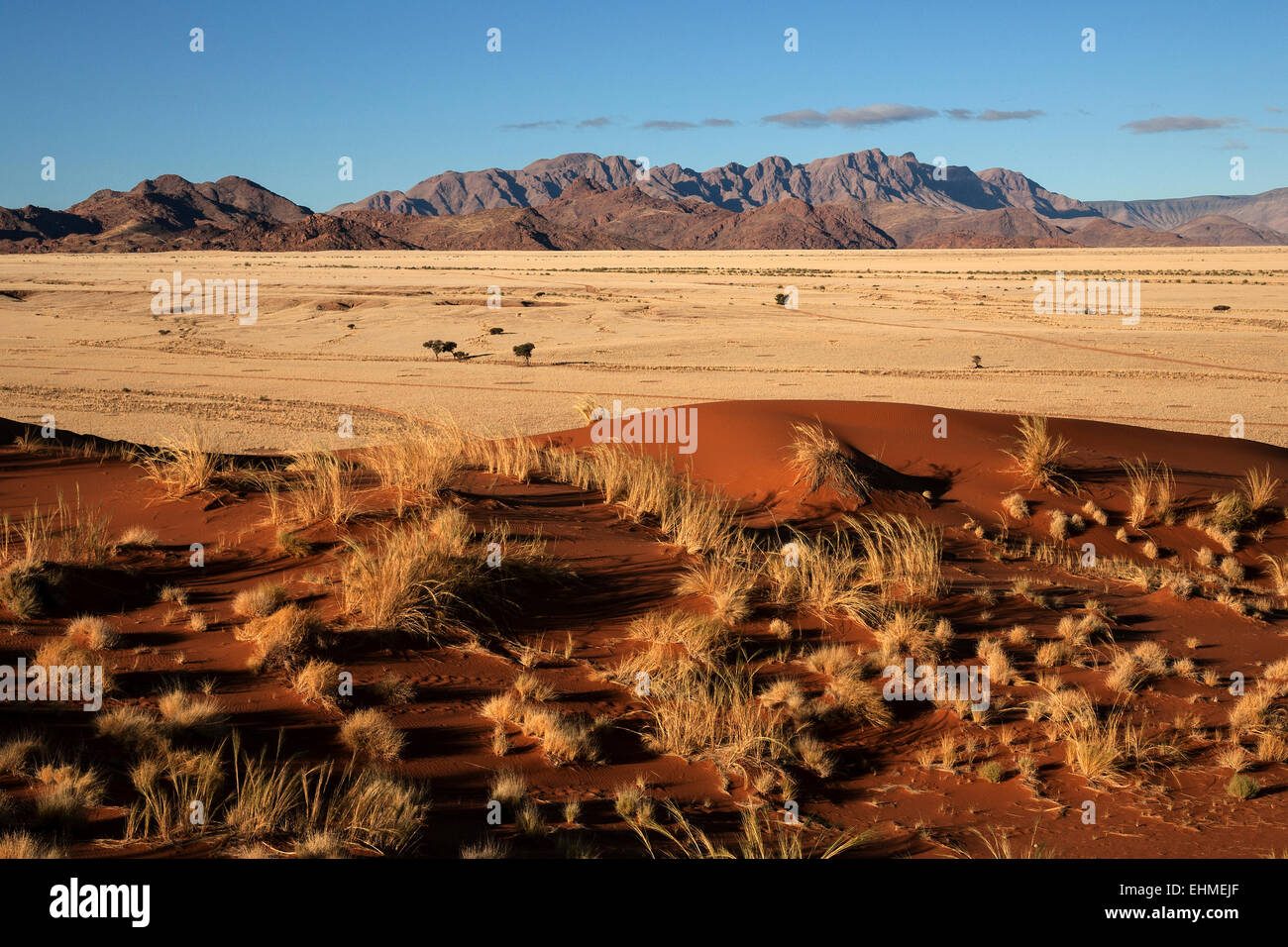 Elim Dune, views of grasslands and Camel thorn trees (Vachellia ...