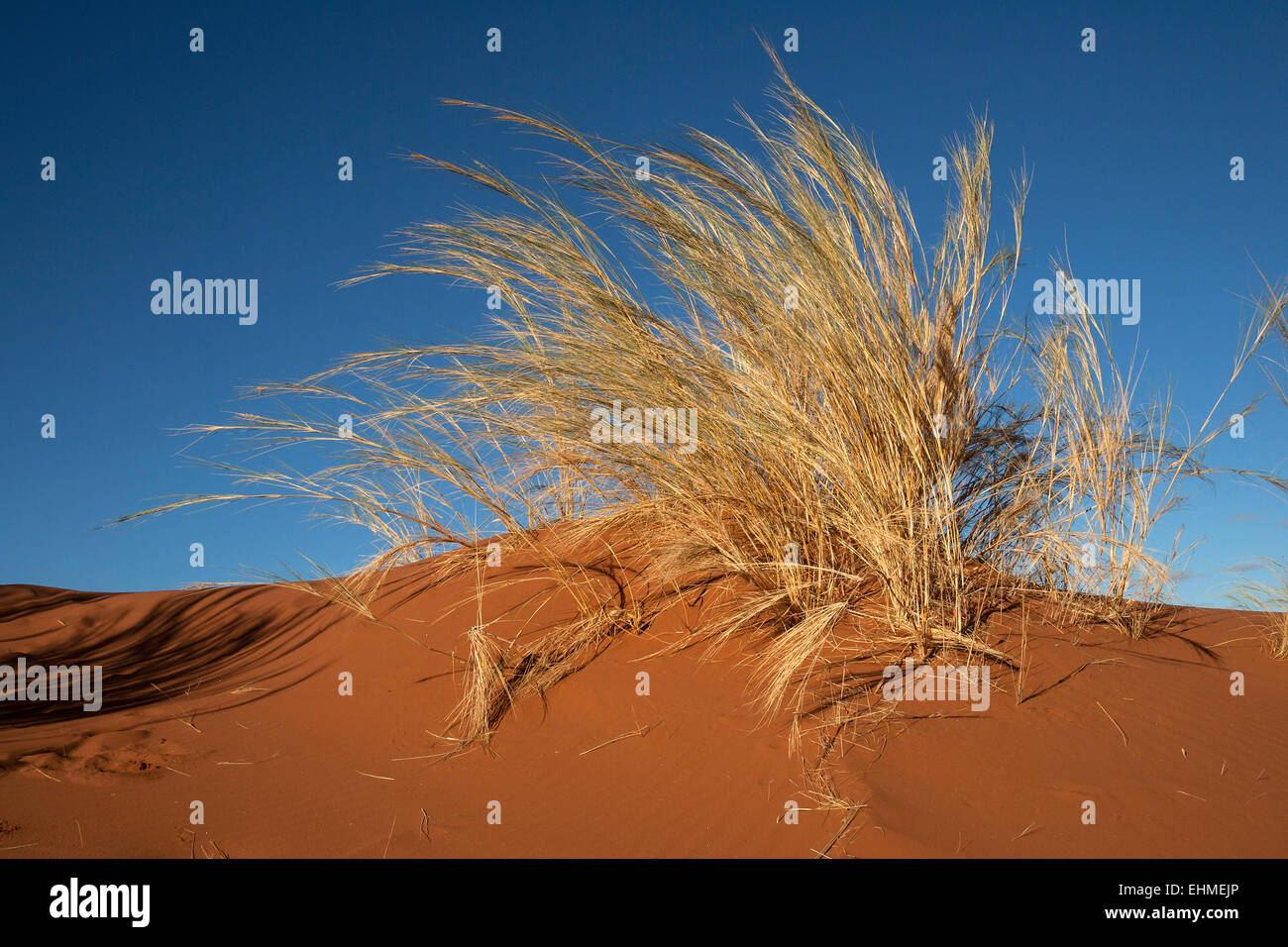 Tufts of grass on the Elim Dune, at Sesriem Camp, Namib Desert, Namib ...