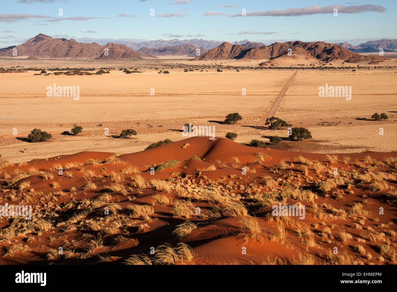 Elim Dune, views of grasslands and Camel thorn trees (Vachellia ...