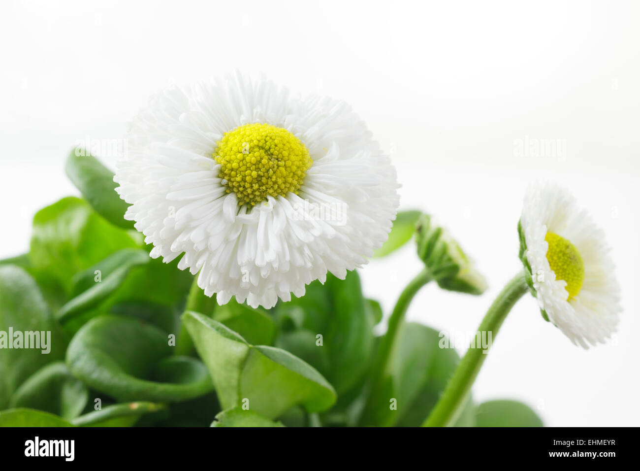 Bellis hi-res stock photography and images - Alamy