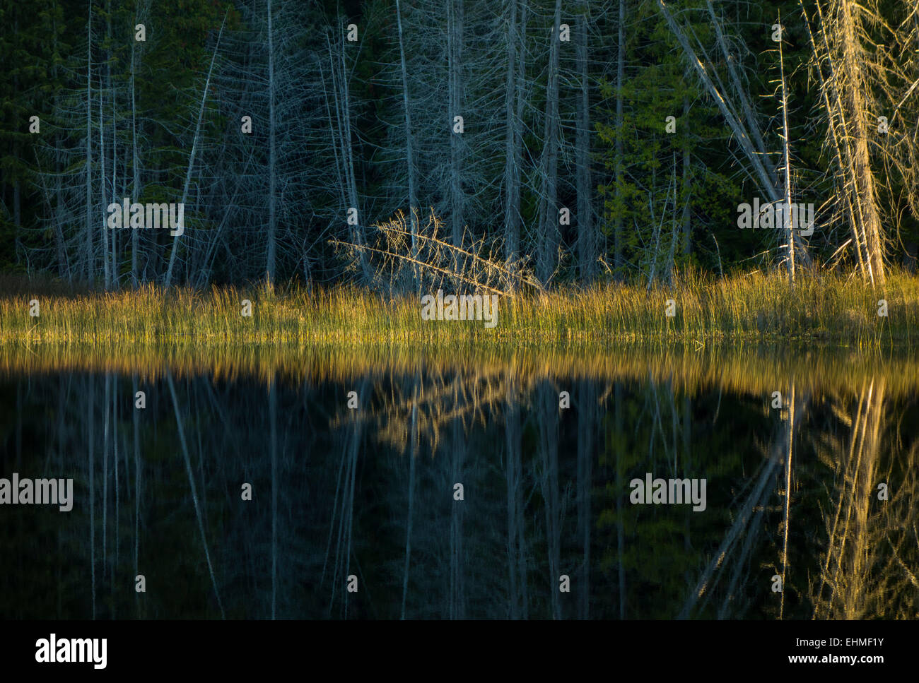 Nature wilderness,Pacific Coast,Canada, North America,traveling,Calm ...