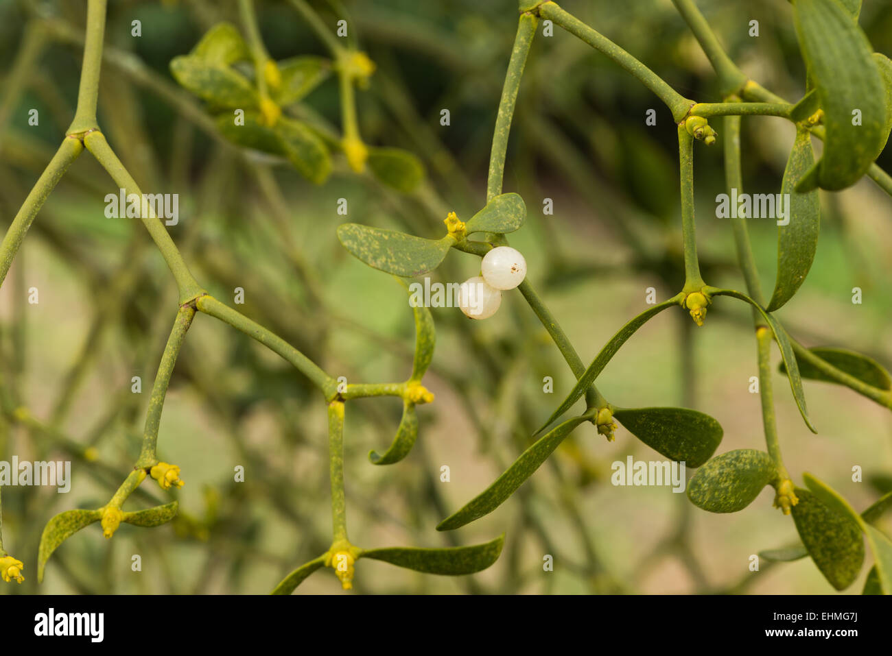 Kissing under the mistletoe hi-res stock photography and images - Alamy