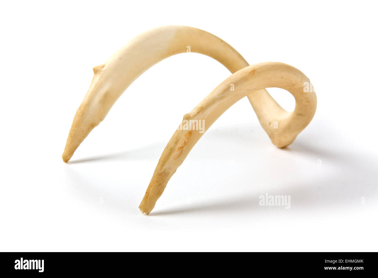 old bone of an animal isolated on a white background Stock Photo - Alamy