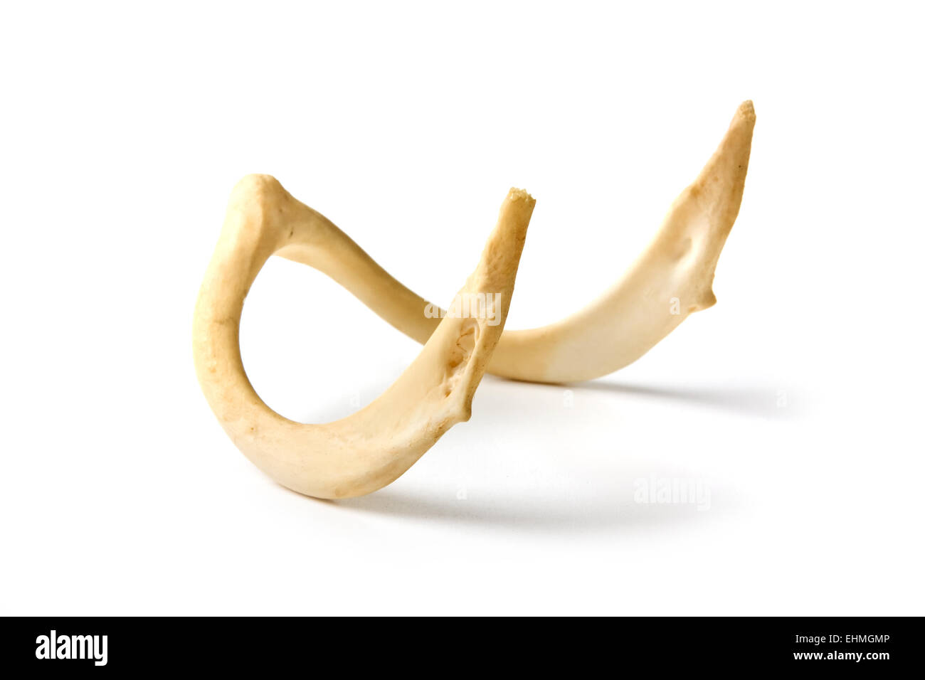 old bone of an animal isolated on a white background Stock Photo - Alamy