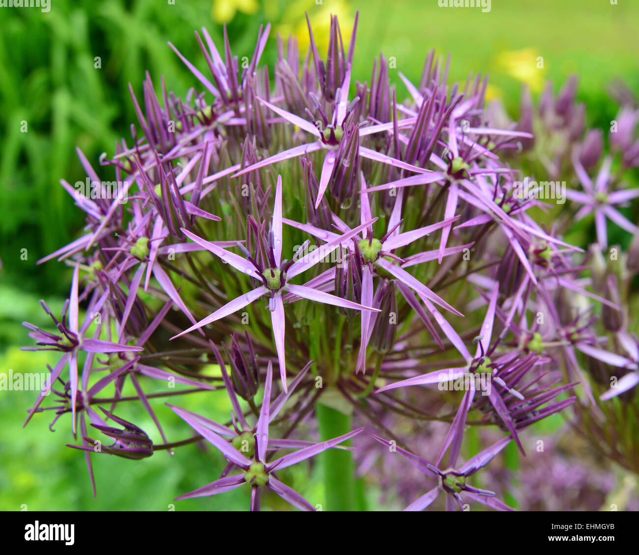 Allium christophii hi-res stock photography and images - Alamy