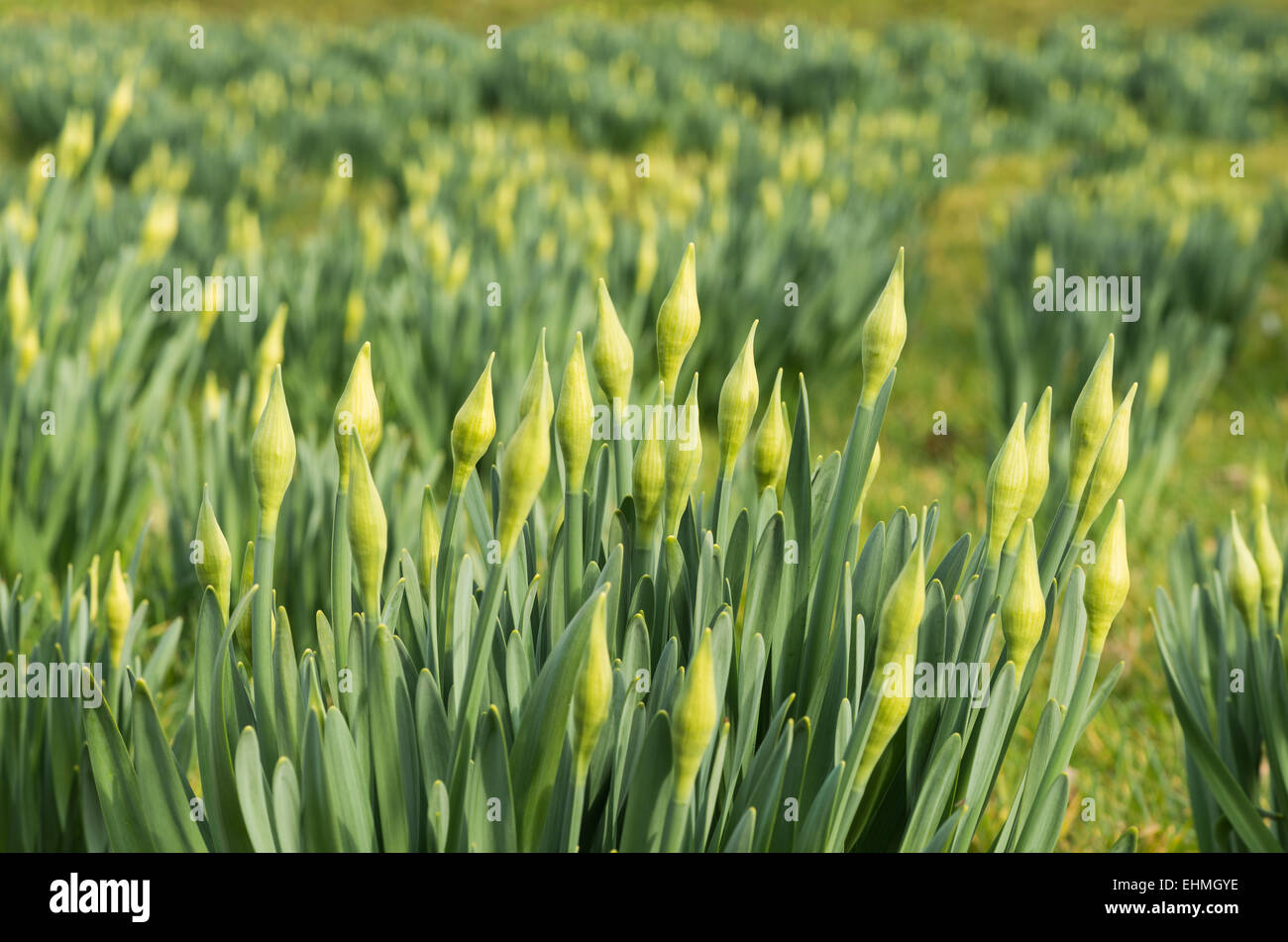 Just waiting for the correct moment masses of closed daffodil flowers ...